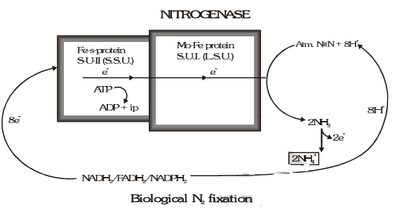 Nitrogen Fixation - Biology for Grade 11 PDF Download
