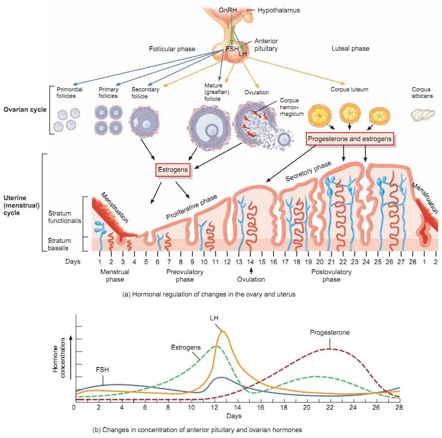 Mentrual Cycle - Human Reproduction - Class 12 PDF Download