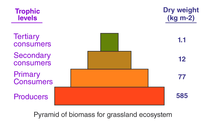 Important Diagrams: Ecosystem - Biology Class 12 - NEET PDF Download