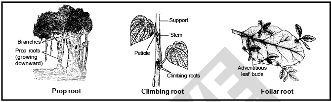 Modification of Root, Stem and Leaf - Morphology of Plants, Class 11, Biology - NEET PDF Download