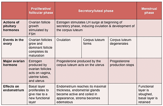 Menstrual Cycle: Introduction, Duration and Phases - Biology Class 12 ...