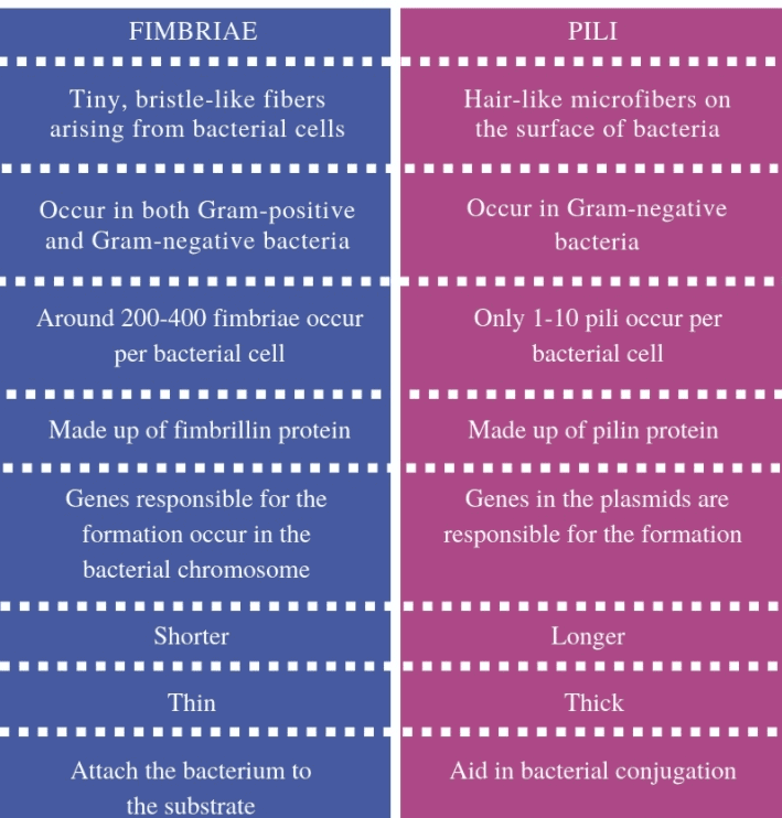 Prokaryotic Cells: Cell Envelope and Components of Bacterial Cell ...