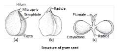 Seed: Development, Types and Germination - Science for ACT PDF Download