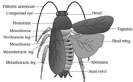 Important Notes for NEET: Structural Organization in Animals - Notes ...
