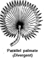 Modification of Root, Stem and Leaf - Morphology of Plants, Class 11 ...
