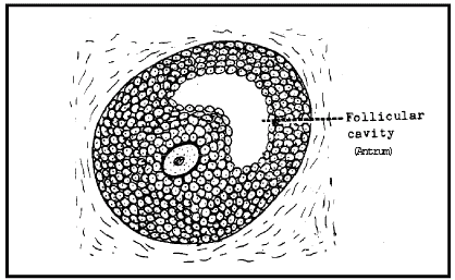 Follicular Phase - Additional Study Material for NEET PDF Download