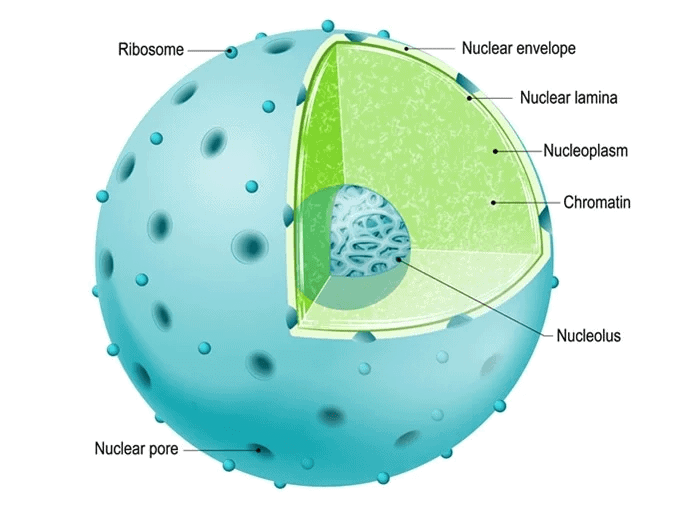 Nucleolus Definition