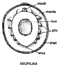 Evidences of Organic Evolution (Part - 2) - Notes, Botany, Class 12 PDF ...