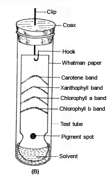 TOOLS AND TECHNIQUE IN CYTOLOGY (Part - 2) - Notes, Zology, Class 11 ...
