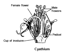 The Leaf and The Inflorescence - Biology for ACT PDF Download