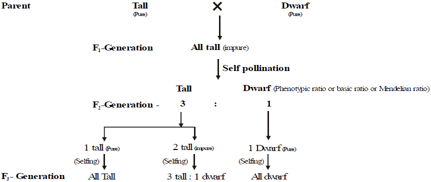 Genetics, Class 12, Biology - General Awareness and Knowledge - Bank ...
