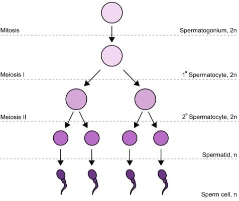 Spermatogenesis - Human Reproduction - Class 12 PDF Download