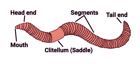 Important Diagrams: Animal Kingdom - Biology Class 11 - NEET PDF Download
