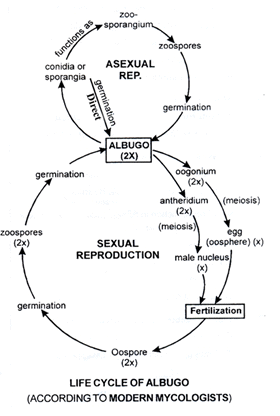 Doc: Albugo Or Cystopus - Class 11 PDF Download