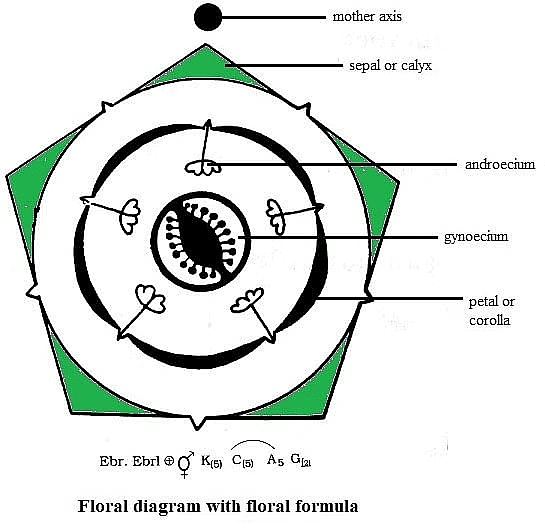 Semitechnical Description of a Flowering Plant and Some Important ...