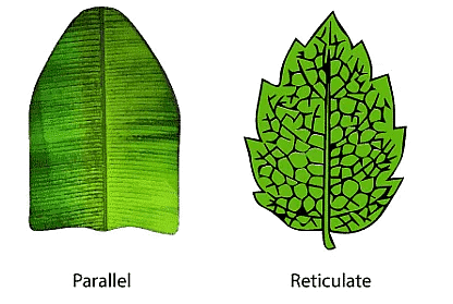 Venation and Modification of Leaves - Biology Class 11 - NEET PDF Download