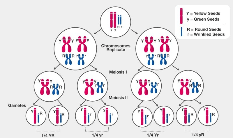 Inheritance of Two Genes, Polygenic Inheritance and Pleiotropy ...
