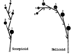 Morphology of Flowering Plants - Biology Class 11 - NEET PDF Download