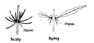 Modification of Root, Stem and Leaf - Morphology of Plants, Class 11 ...