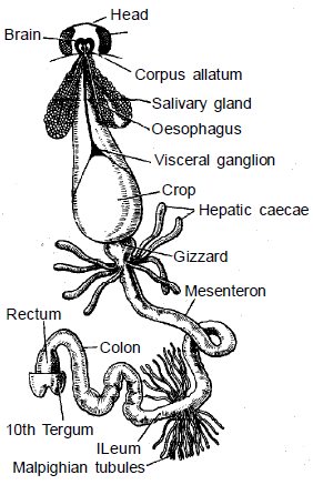 Cockroach: Morphology and Anatomy - Biology Class 11 - NEET PDF Download