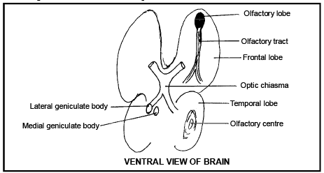 The Human Brain - Biology Class 11 - NEET PDF Download