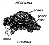 Evidences of Organic Evolution (Part - 2) - Notes, Botany, Class 12 PDF ...