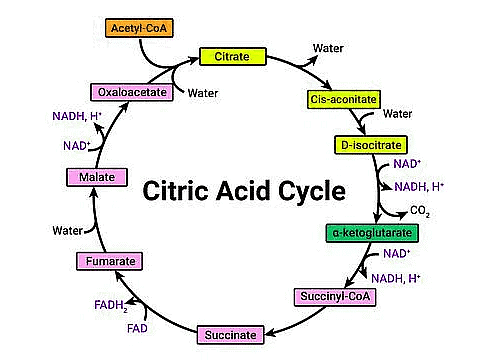 Important Diagrams: Respiration in Plants - Biology Class 11 - NEET PDF ...