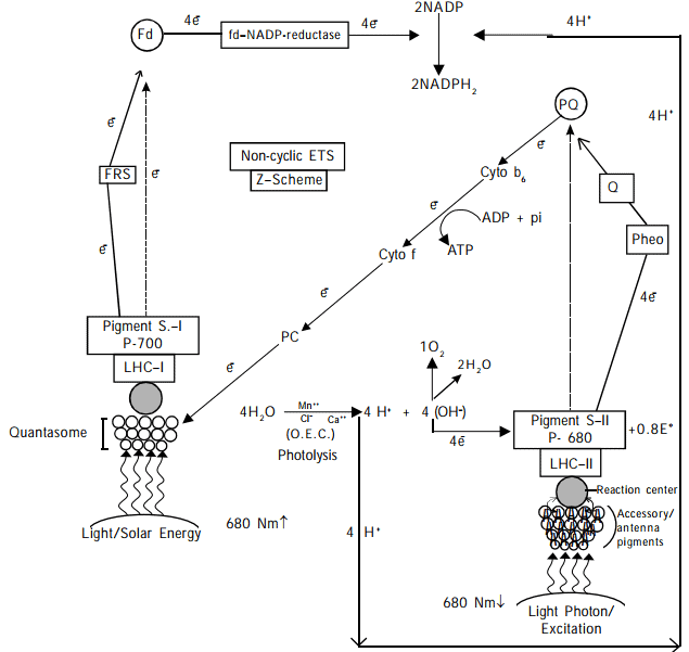 Light Reactions and Electron Transport - Biology Class 11 - NEET PDF ...