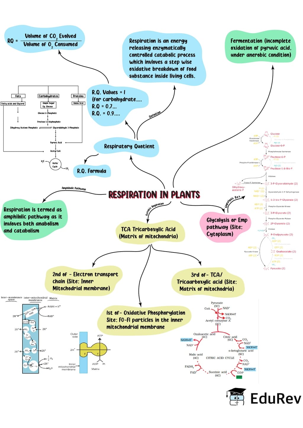 Mind Map: Respiration in Plants - Biology Class 11 - NEET PDF Download
