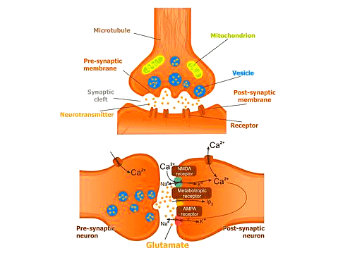 Important Diagrams: Neural Control and Coordination - Biology Class 11 ...