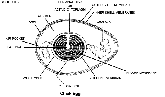 Oogenesis and Types of Eggs - Additional Study Material for NEET PDF ...