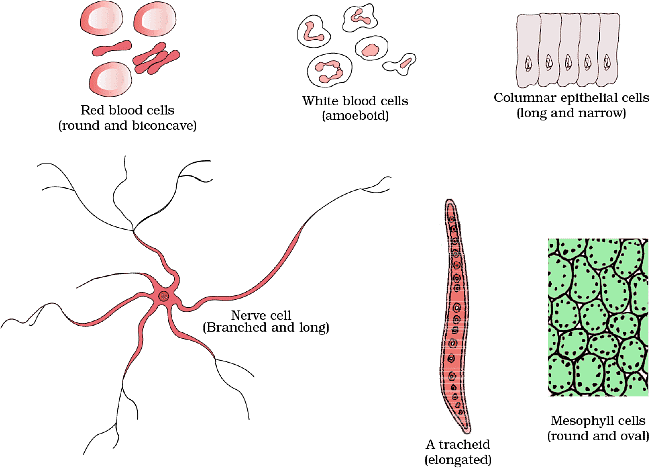 Cell: The Unit of Life Chapter Notes - Biology Class 11 - NEET PDF Download