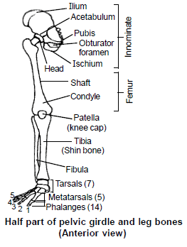 Skeletal System - Biology for Grade 11 PDF Download