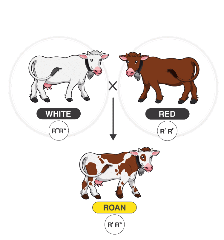 Inheritance of One Gene - Biology Class 12 - NEET PDF Download Inheritance of One Gene - Biology Class 12 - NEET PDF Download