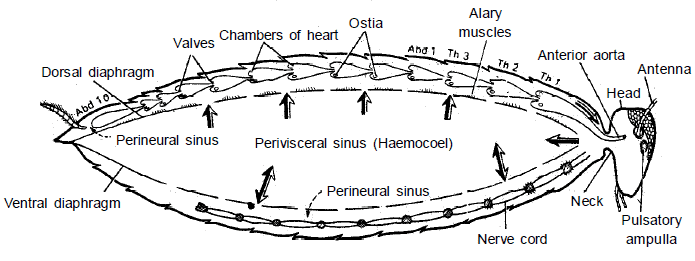 Cockroach: Morphology & Anatomy | Biology Class 11 - NEET