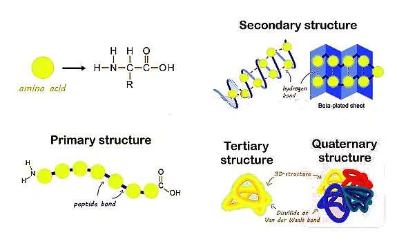 Important Diagrams: Biomolecules - Biology Class 11 - NEET PDF Download