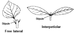 The Leaf: Types of Leaves, Phyllotaxy, Venation and Modifications of ...