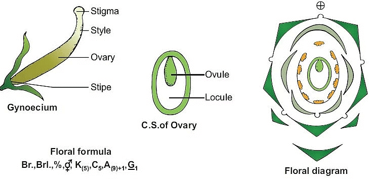 Semi Technical Description of a Flowering Plant and Some Important Families - Biology for ACT ...