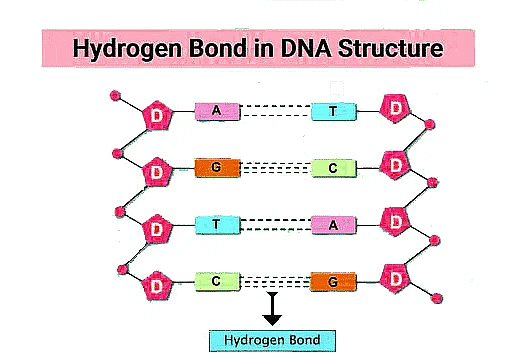 Important Diagrams: Biomolecule - Biology Class 11 - NEET PDF Download