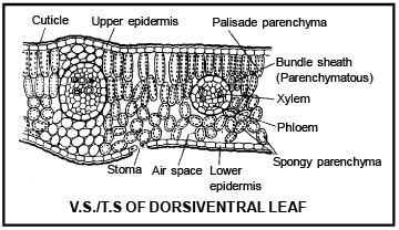 Anatomy of Leaf - Biology for JAMB PDF Download