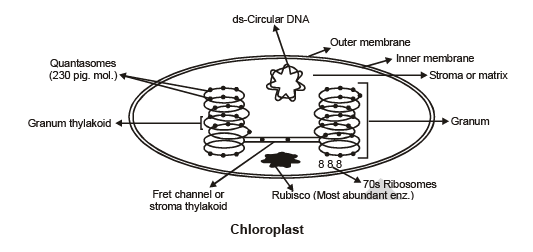 Photosynthesis (Part-1) - Photosynthesis in Higher Plants, Biology ...
