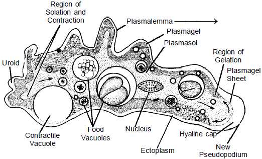 Phylum: Protozoa (Amoeba and Plasmodium) - Additional Study Material ...