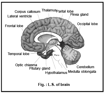The Human Brain - Biology Class 11 - NEET PDF Download