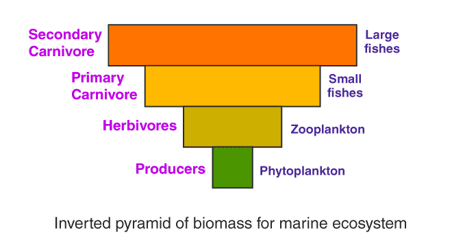 Important Diagrams: Ecosystem - Biology Class 12 - NEET PDF Download