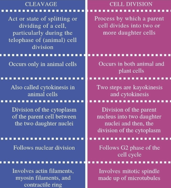 Phases of Cleavage - Biology for Grade 12 PDF Download