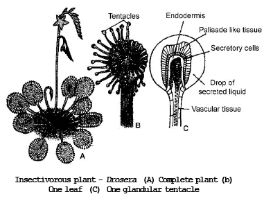 Sundew Plant Diagram