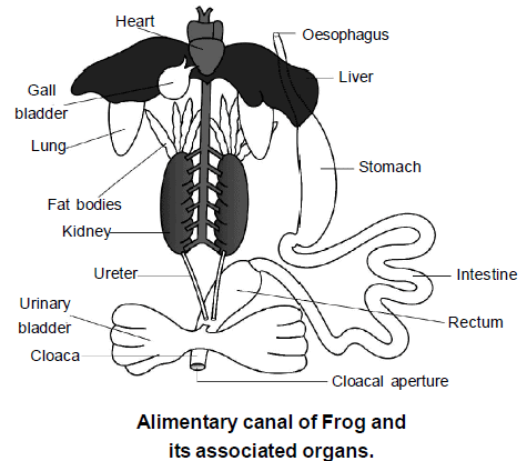 Digestive System: Frog - Additional Study Material for NEET PDF Download