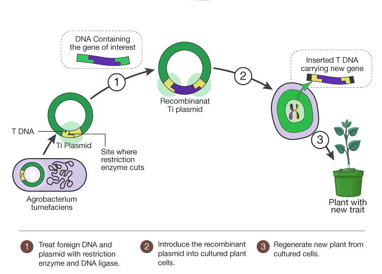 Important Diagrams: Biotechnology - Principles and Processes - Biology ...
