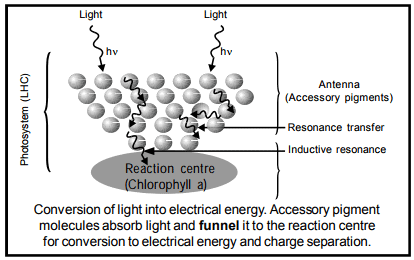 Light Reactions and Electron Transport - Biology Class 11 - NEET PDF ...