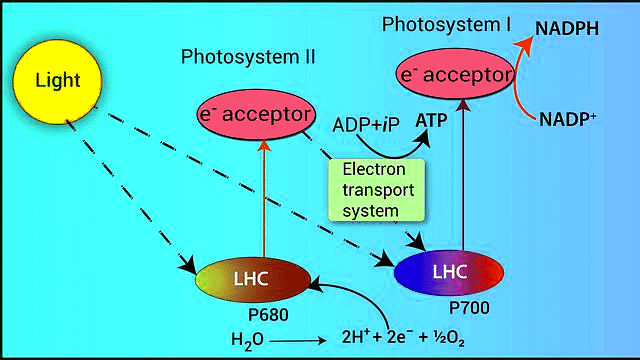 Important Diagrams: Photosynthesis in Higher Plants - Biology Class 11 ...
